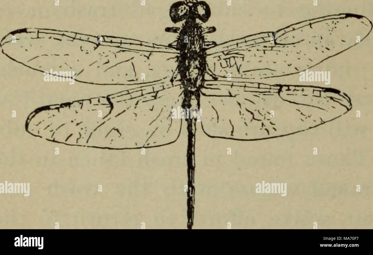 Rounded abdomen hi-res stock photography and images - Alamy