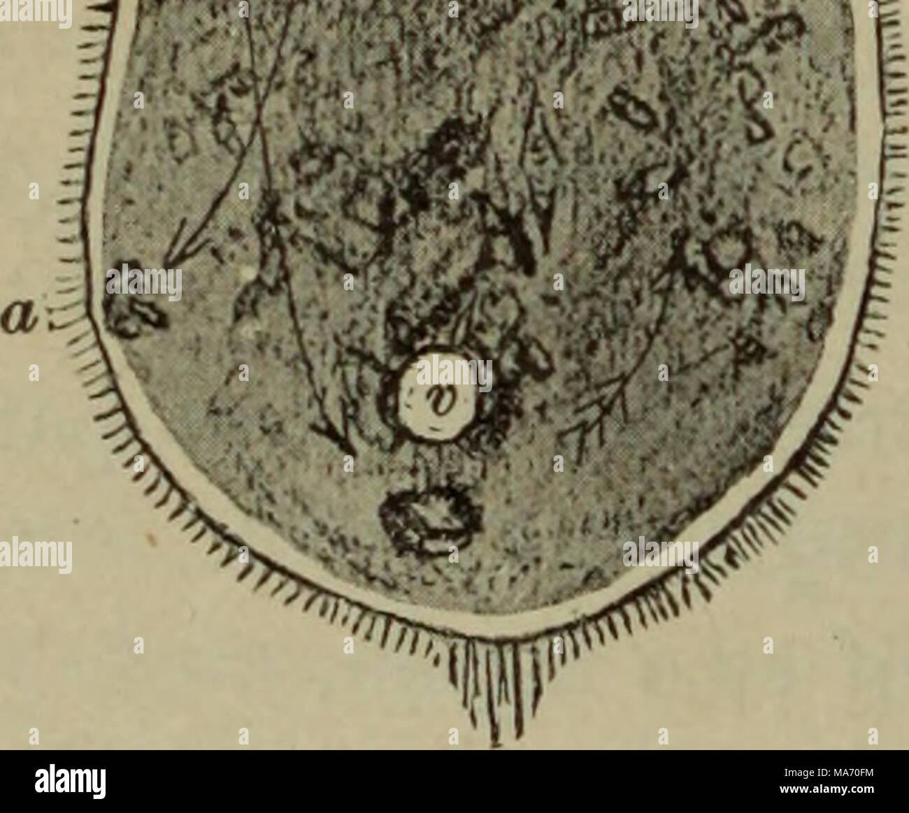 Paramecium cilia hi-res stock photography and images - Alamy