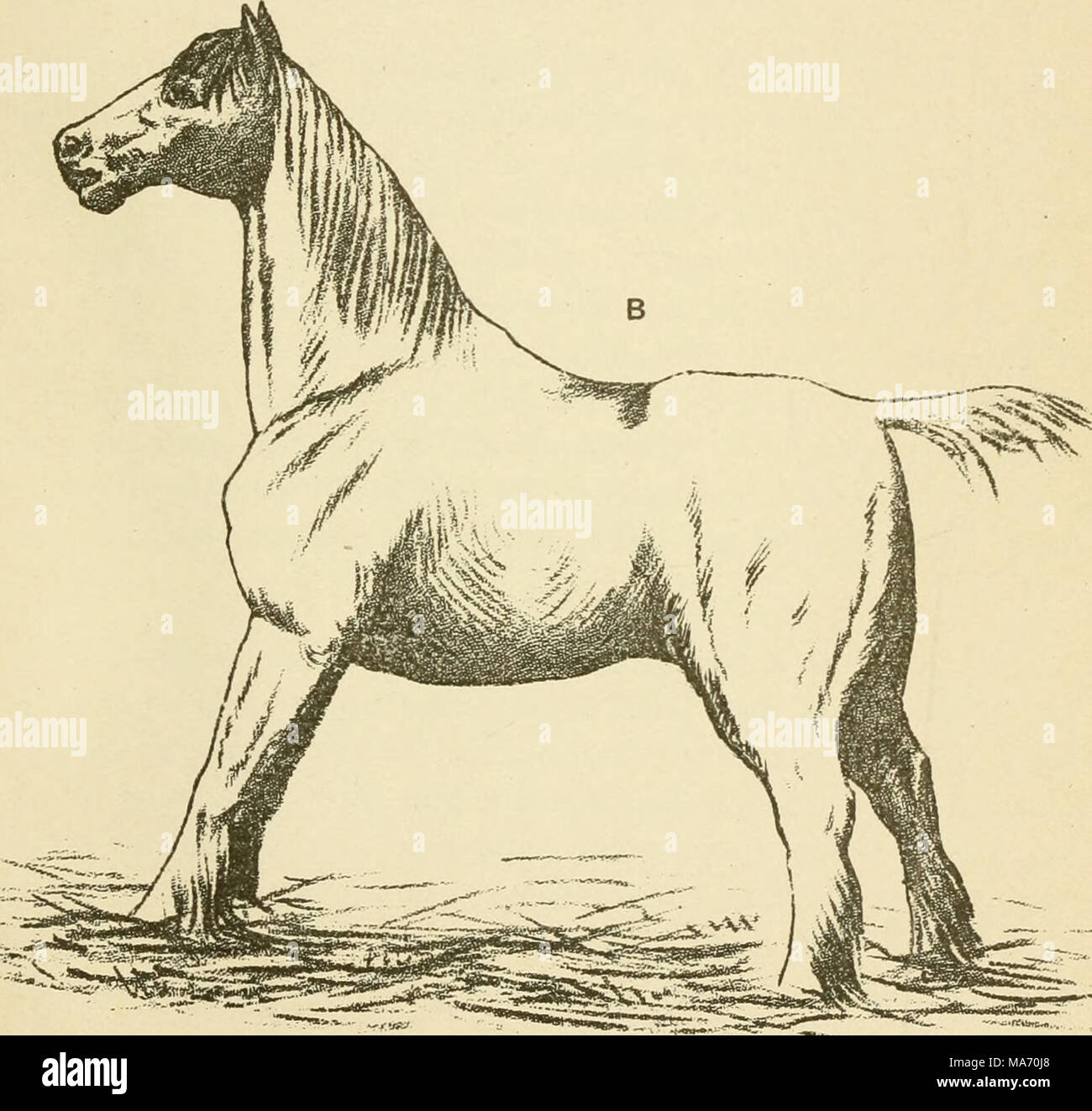 . Elementary lectures on veterinary science : for agricultural students ...