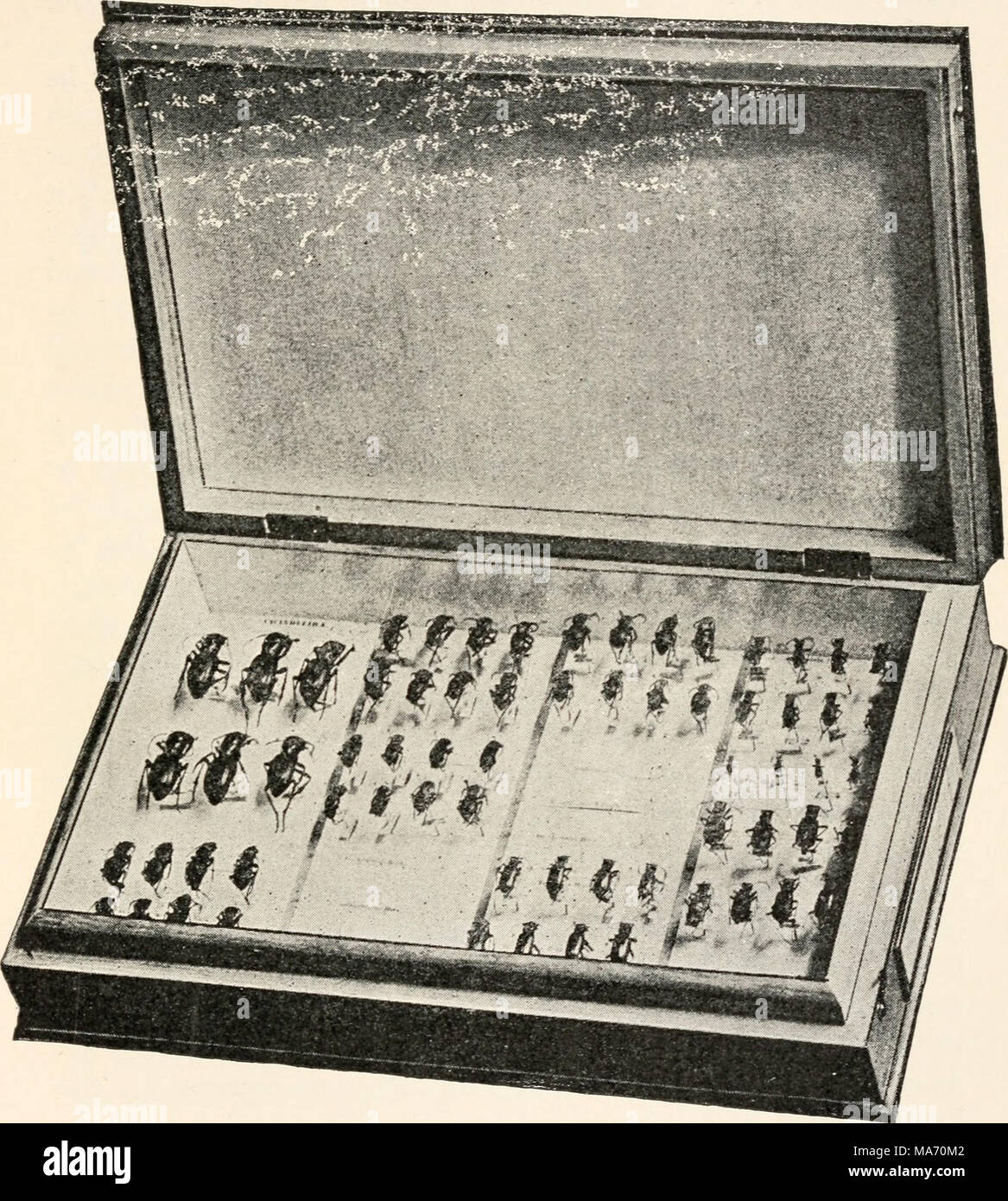 . Elementary entomology . FIG. 488. A Schmitt insect box, opened to ...
