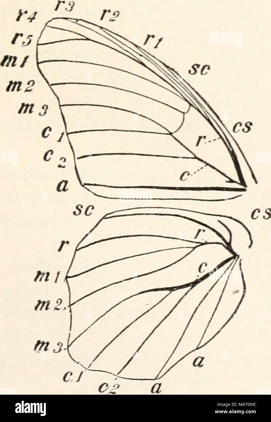 . Elementary entomology . FIG. 451. Venation of a nymphalid ...