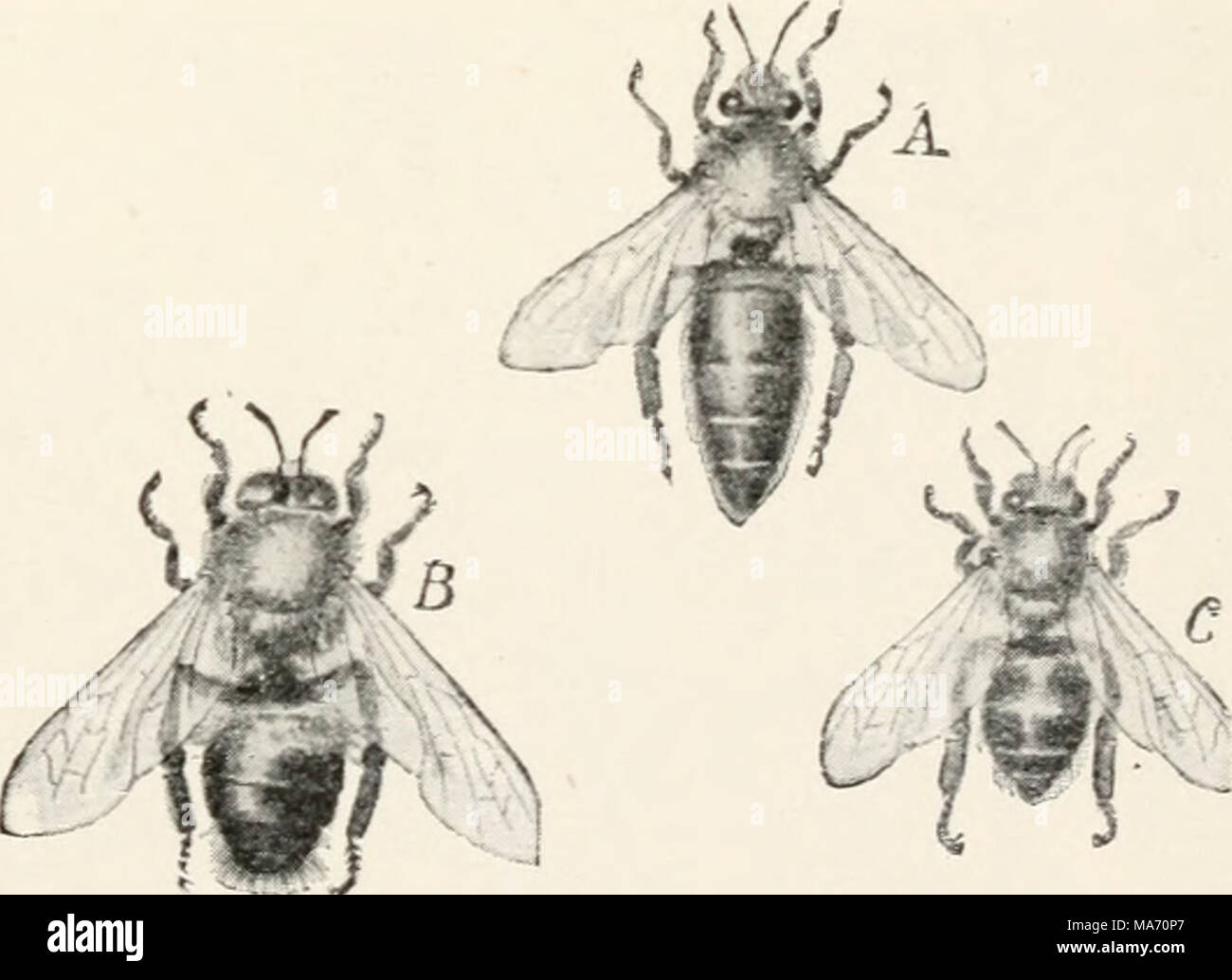 . Elementary entomology . FIG. 433. The honey-bee (Apis mellifica) A ...