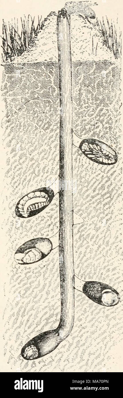 . Elementary entomology . FIG. 425. Nest of Andrena, the mining bee ...