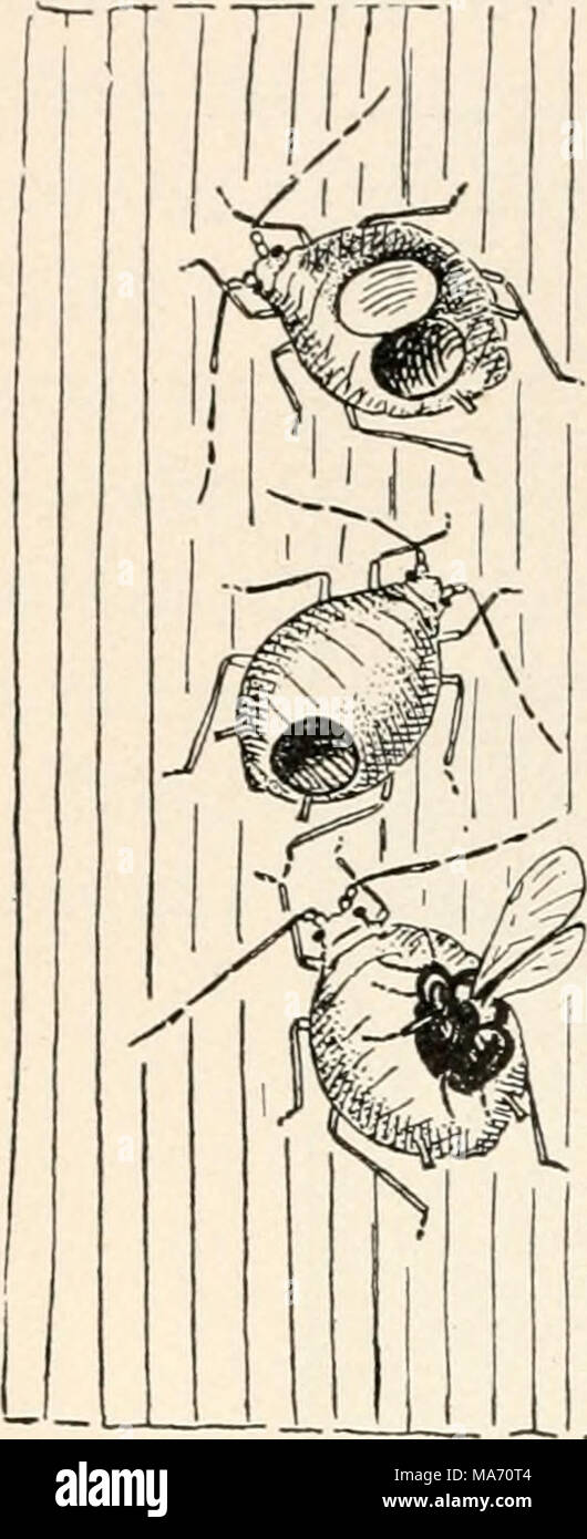 . Elementary entomology . FIG. 398. Dead green- bugs, showing holes ...