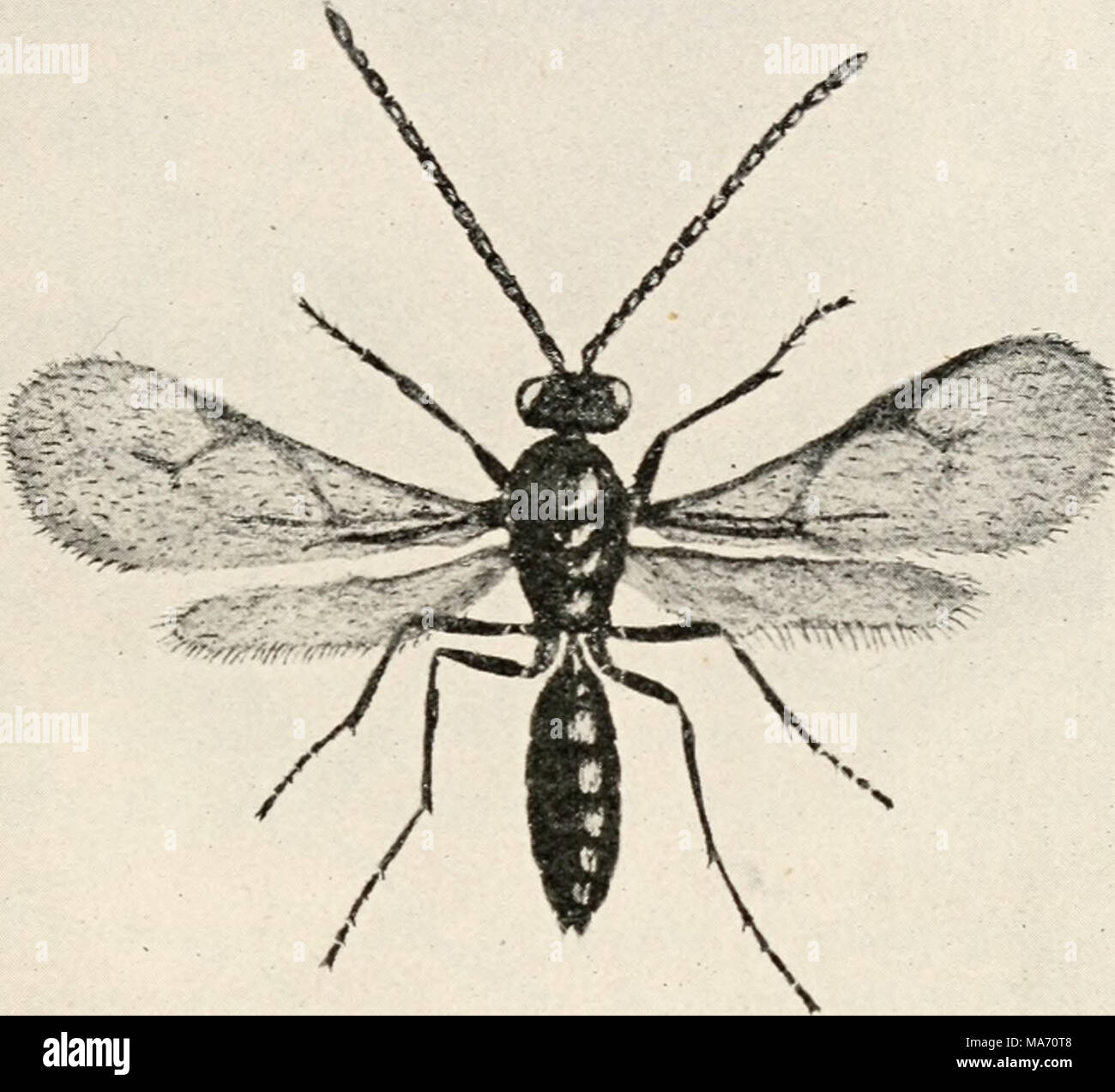 Apanteles hi-res stock photography and images - Alamy