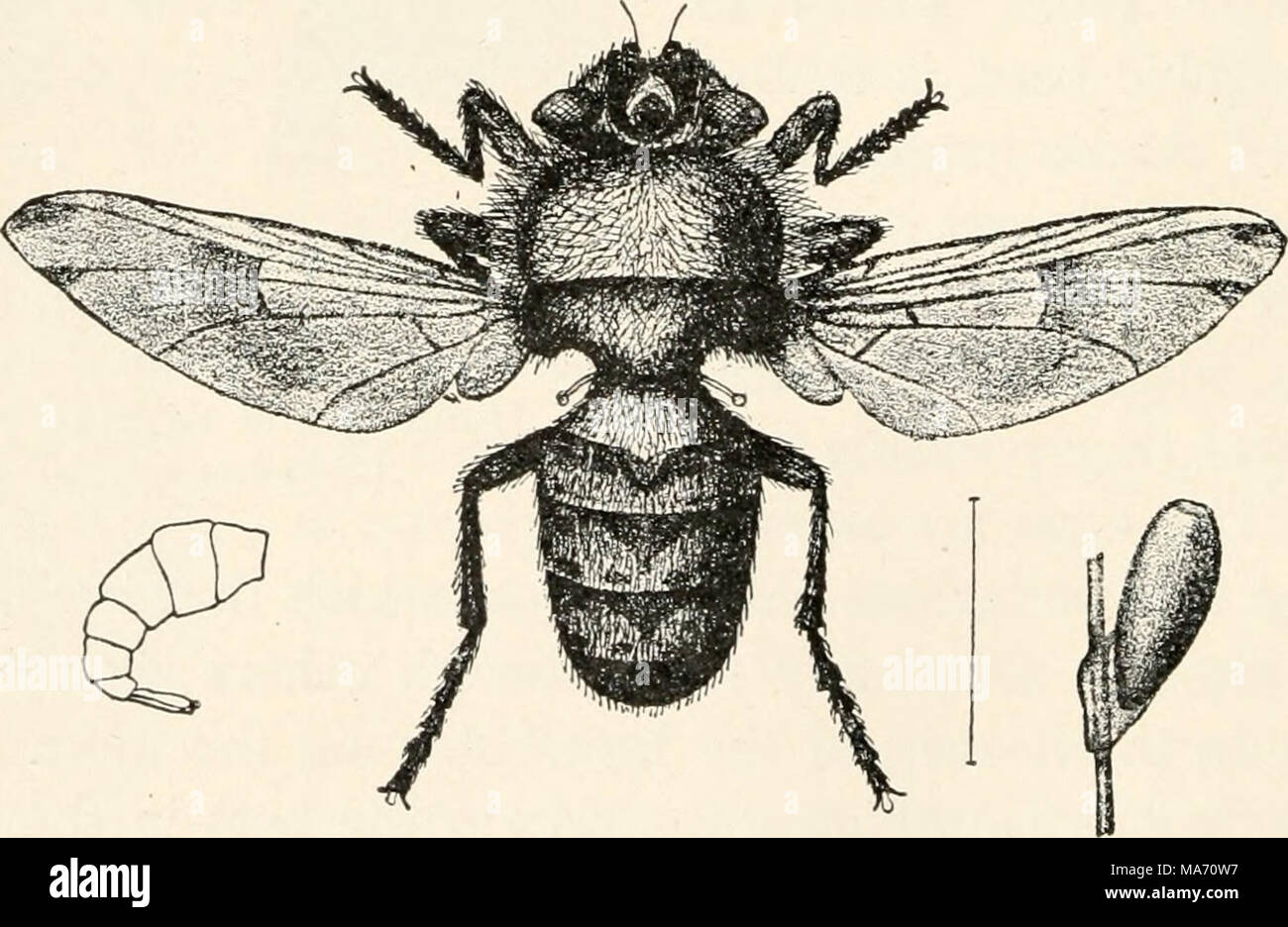 Horse bot fly hi-res stock photography and images - Alamy