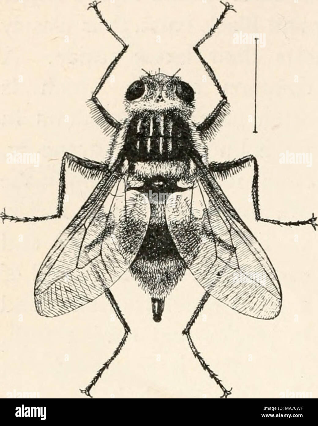 . Elementary entomology . FlG. 371. The ox bot-fly (HypoJerma lineata ...