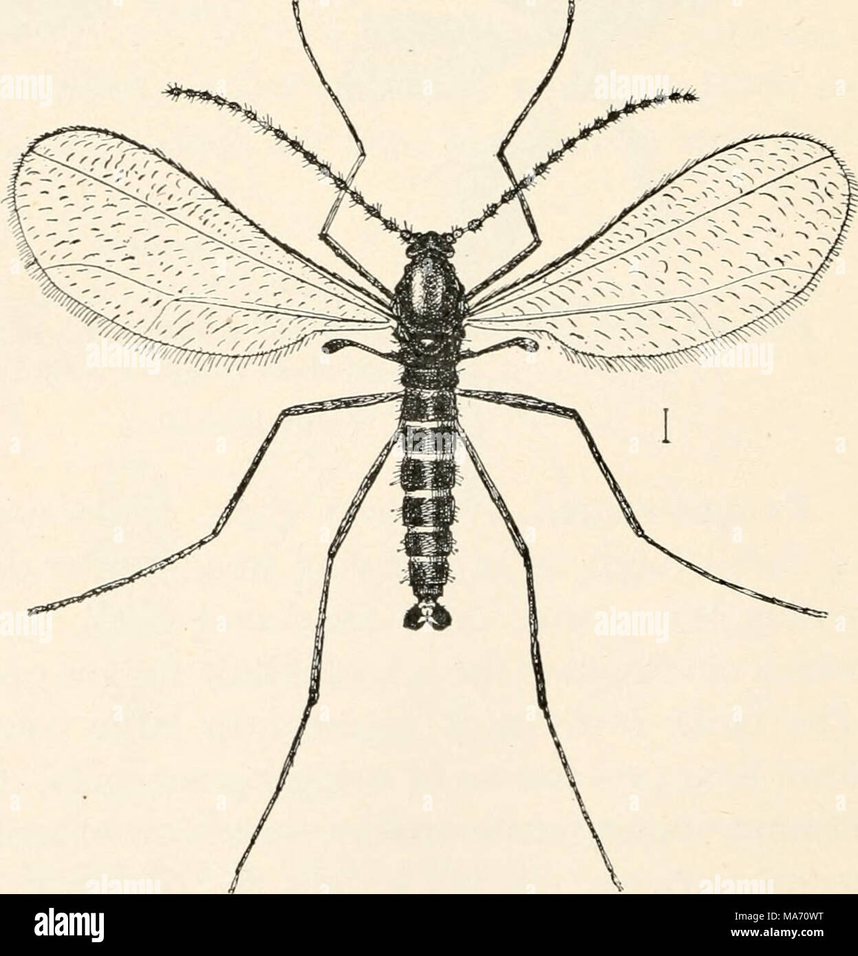 Hessian fly hi-res stock photography and images - Alamy