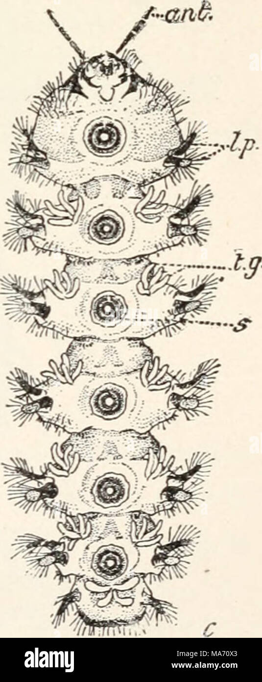 Bib 225 hi-res stock photography and images - Alamy