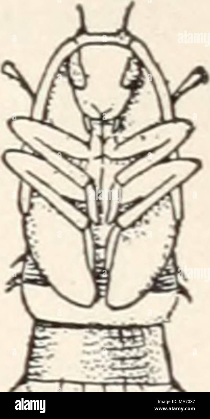 Punkie hi-res stock photography and images - Alamy