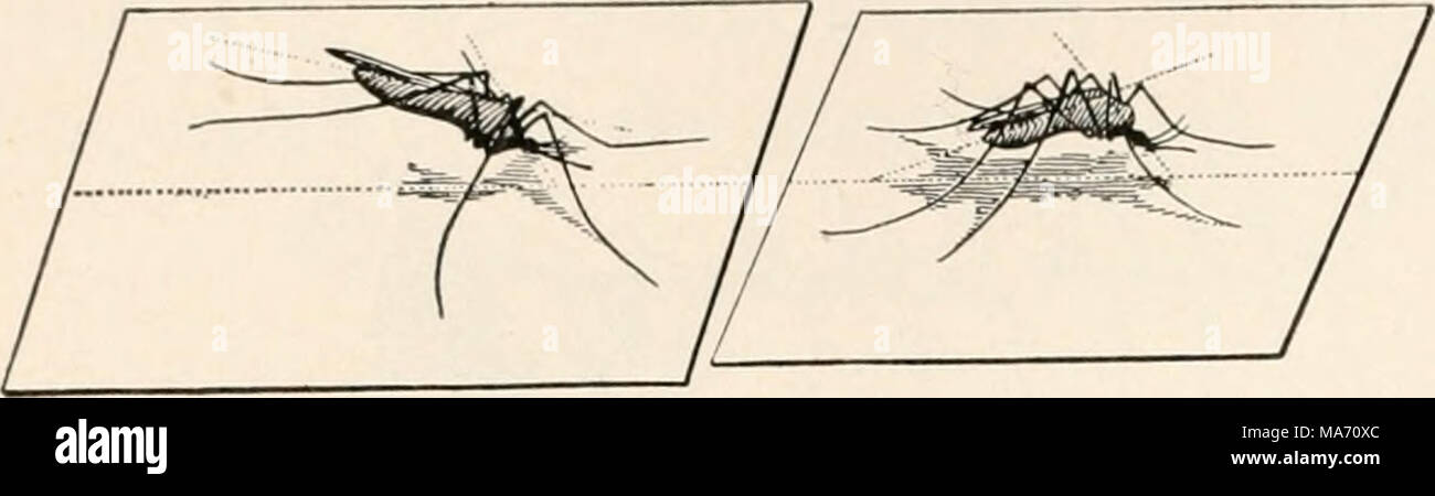 . Elementary entomology . FIG. 350. Resting positions of Anopheles and ...