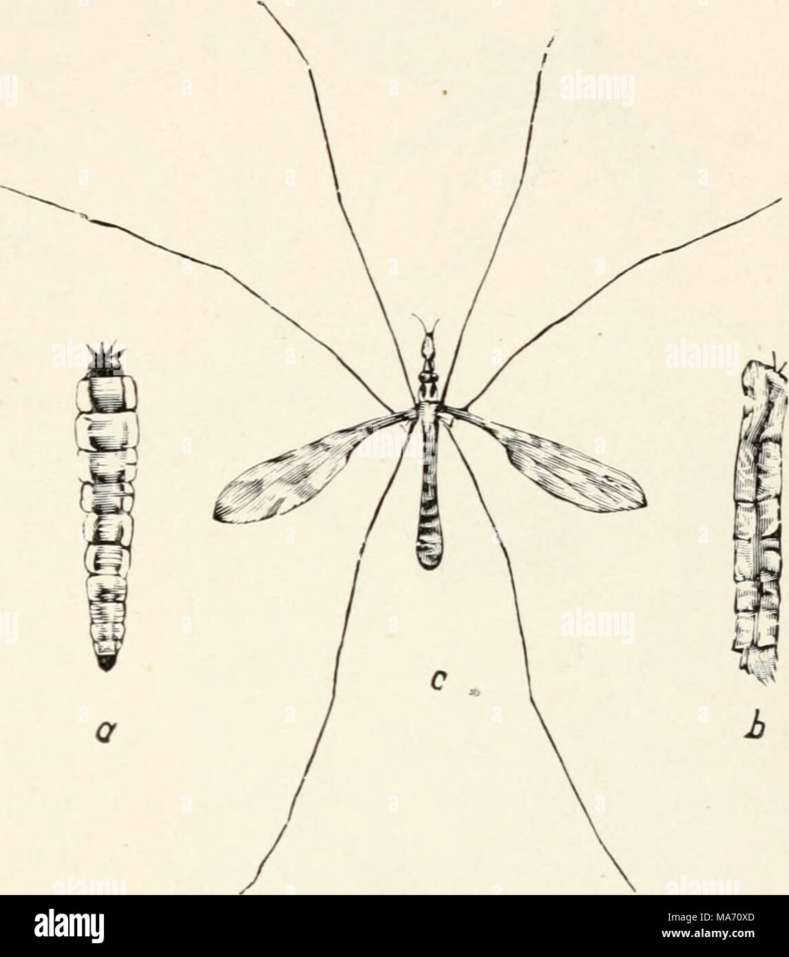 Crane fly pupa hi-res stock photography and images - Alamy