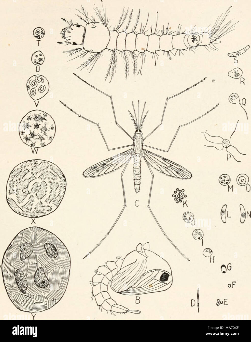 anopheles larvae shape