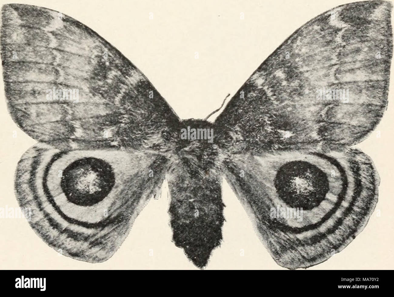 . Elementary entomology . FIG. 337. The Io moth, female. (Natural size ...
