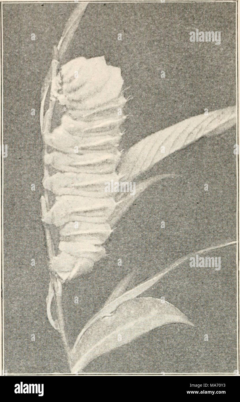 . Elementary entomology . FIG. 338. lo moth caterpillar FIG. 339 ...