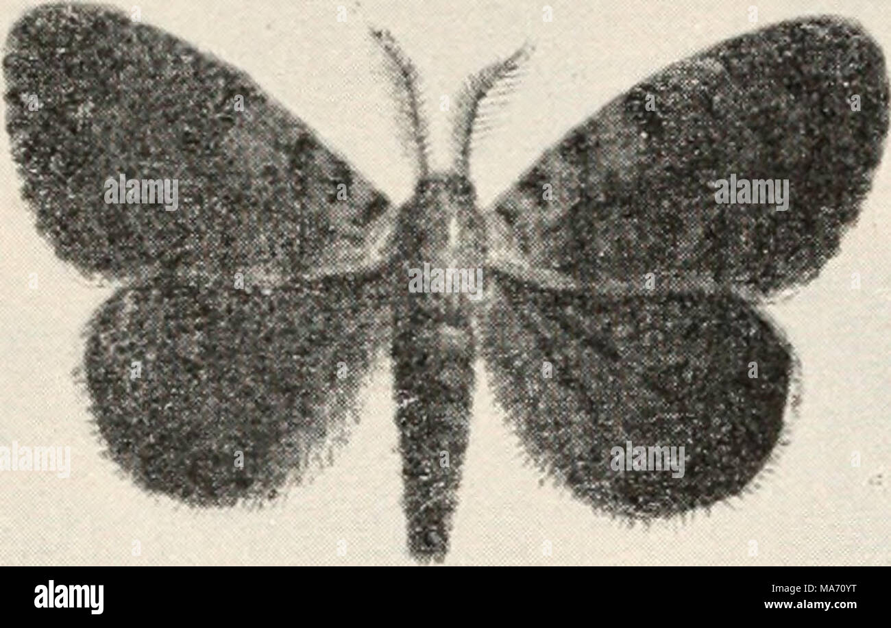 Wingless moth hi-res stock photography and images - Alamy