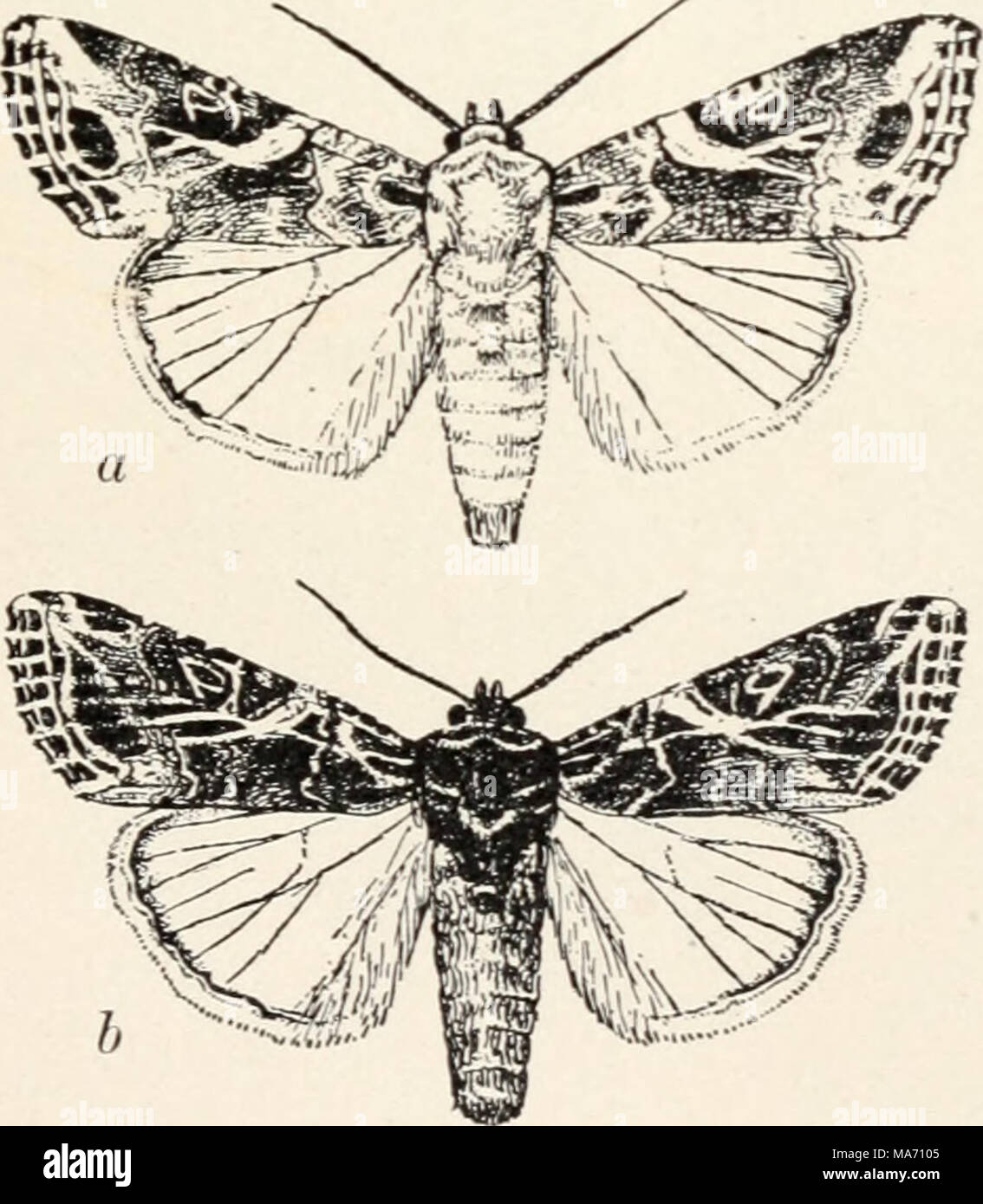 . Elementary entomology . 1 e f FIG. 316. The cotton-boll cutworm ...