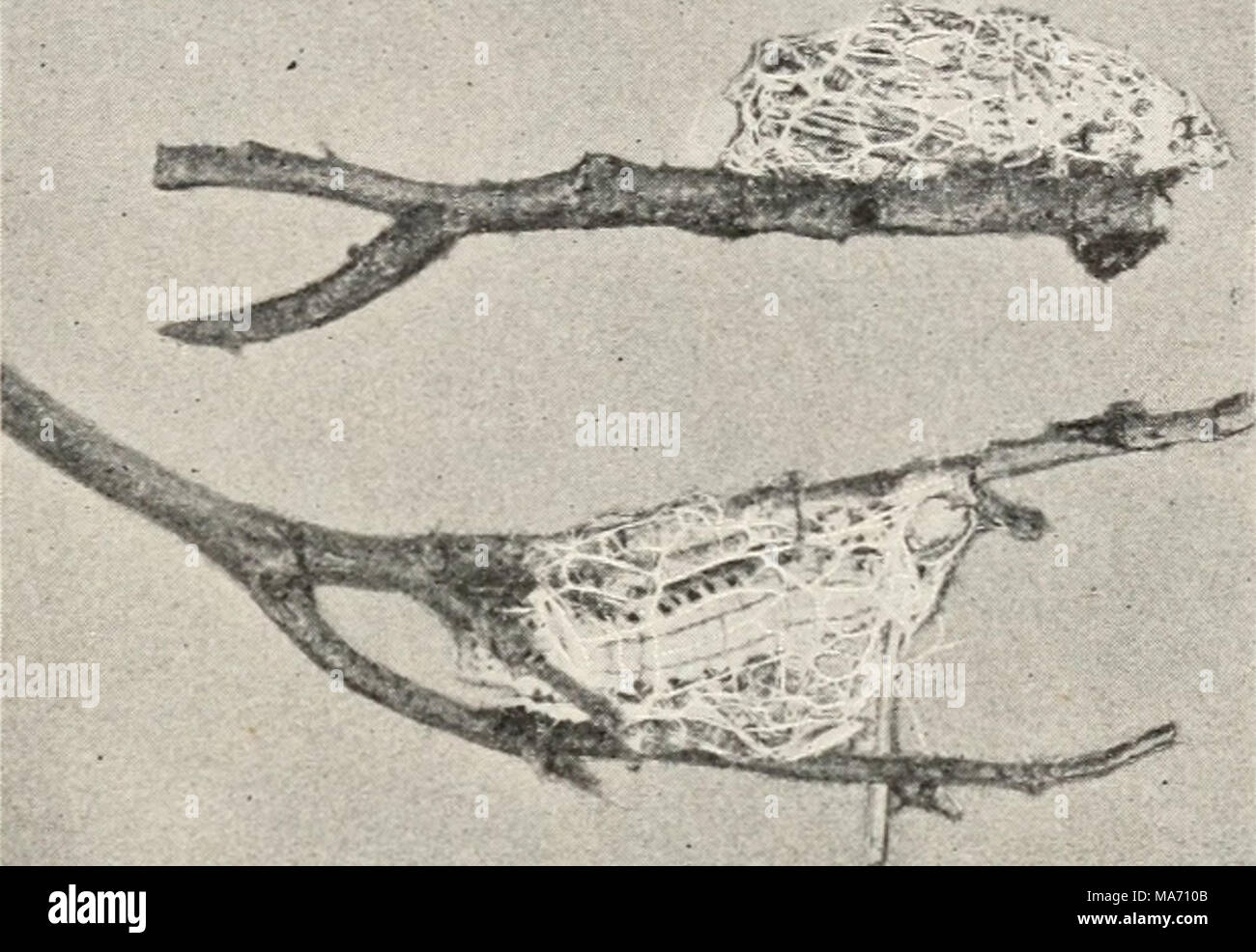 Characteristic slender bodies hi-res stock photography and images - Alamy