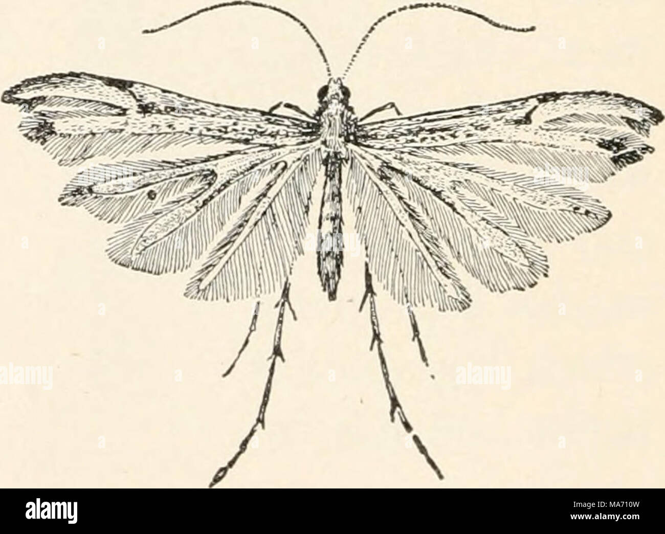 . Elementary entomology . FIG. 298. A California plume- moth. (Natural ...
