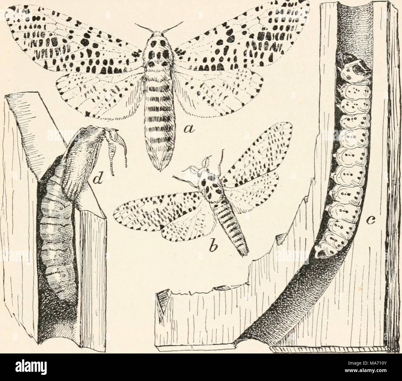 . Elementary entomology . FIG. 299. The leopard moth. (Natural size) a ...