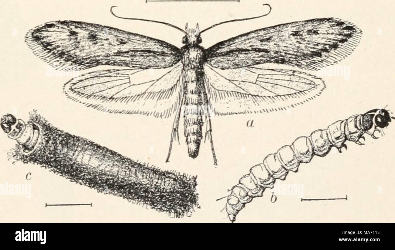 . Elementary entomology . FIG. 287. The case-making clothes moth (Tinea ...
