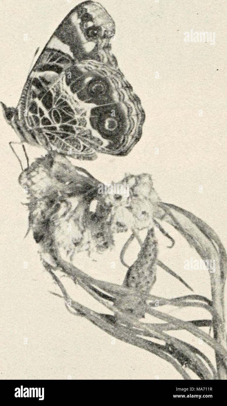 . Elementary entomology . forms, is illustrated in Fig. 276 ...