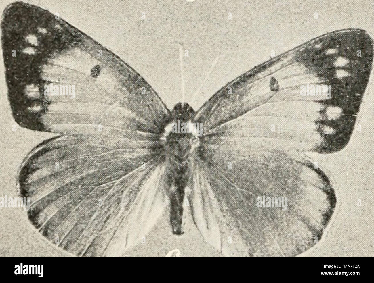 . Elementary entomology . FIG. 267. Three common pierid butterflies ...