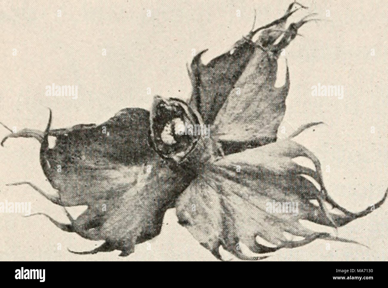 . Elementary entomology . FIG. 251. Larva of the cotton-boll weevil in ...