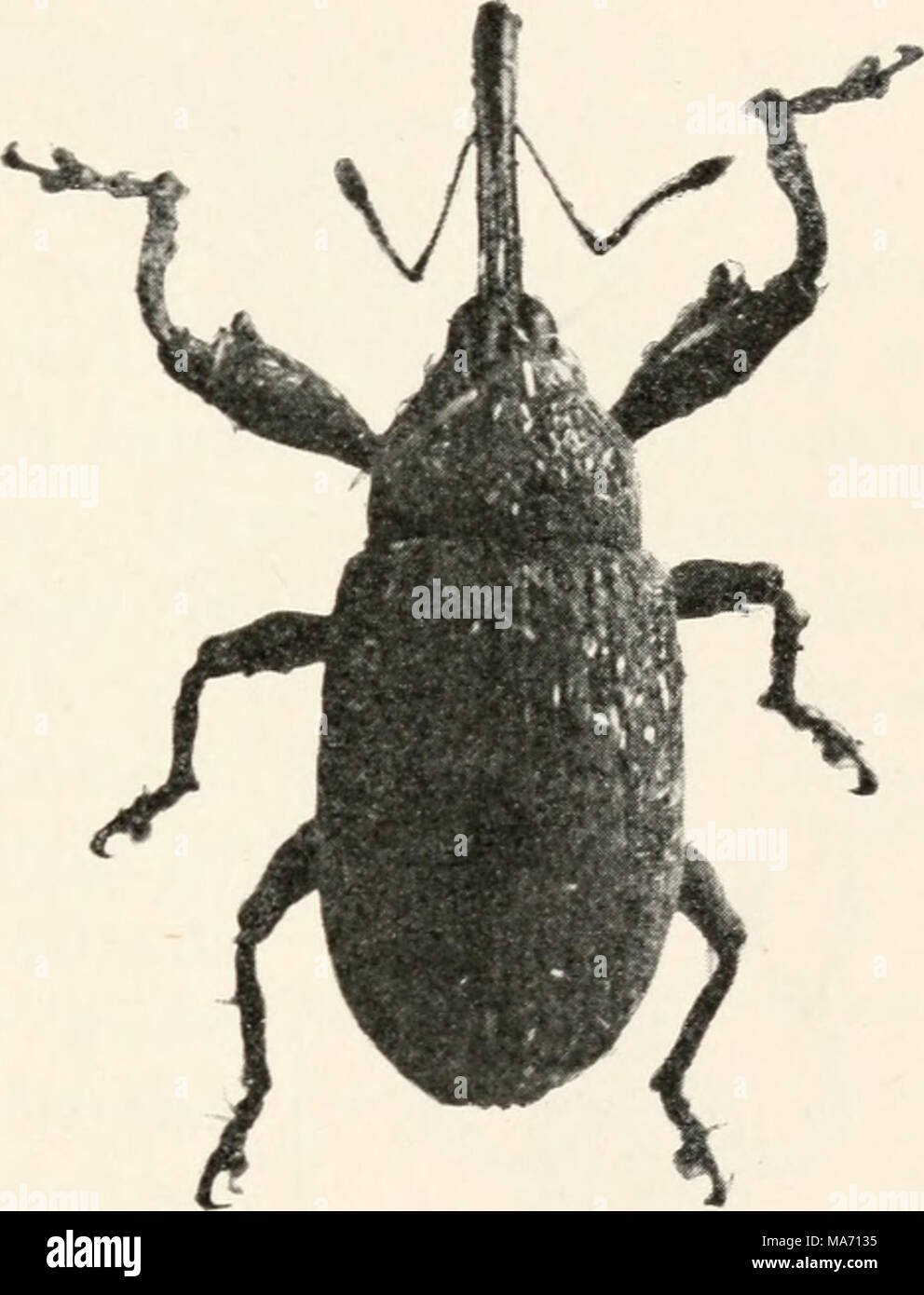 Boll weevil cotton hi-res stock photography and images - Alamy