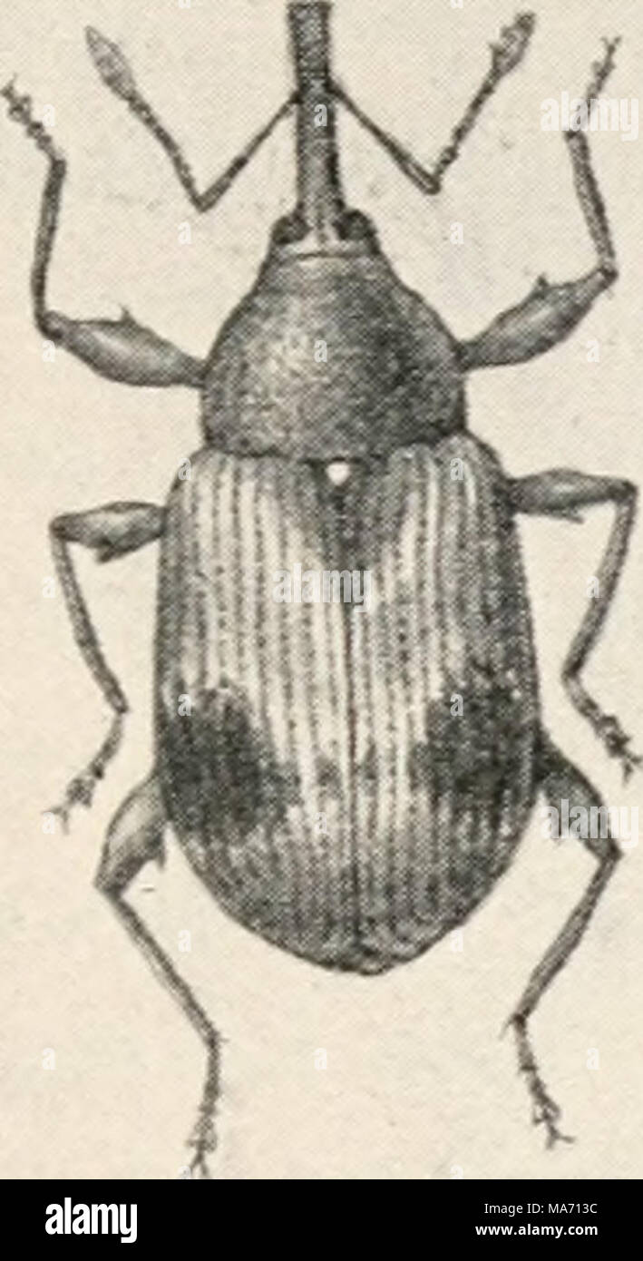 Weevil Scales High Resolution Stock Photography and Images - Alamy