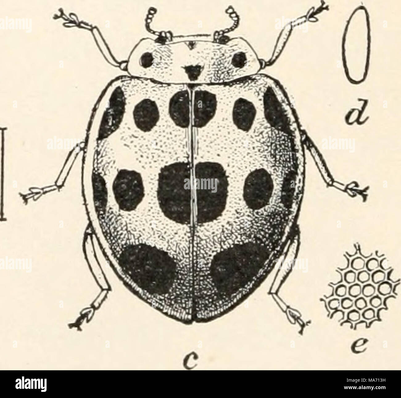 Magnified ladybird hi-res stock photography and images - Alamy