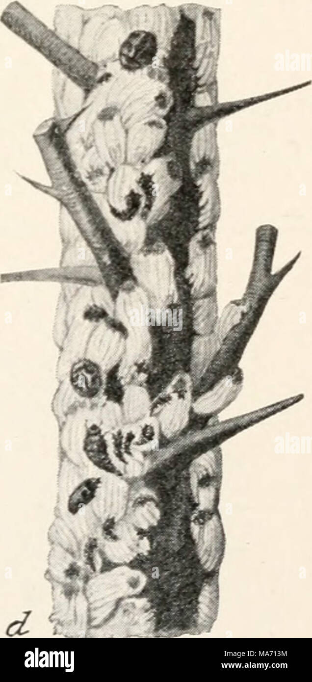 Australian ladybird hi-res stock photography and images - Alamy