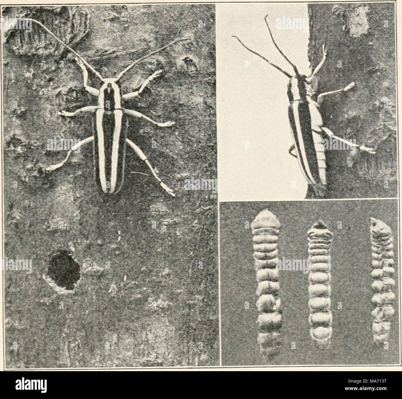 . Elementary entomology . FIG. 230. The round-headed apple-tree borer ...