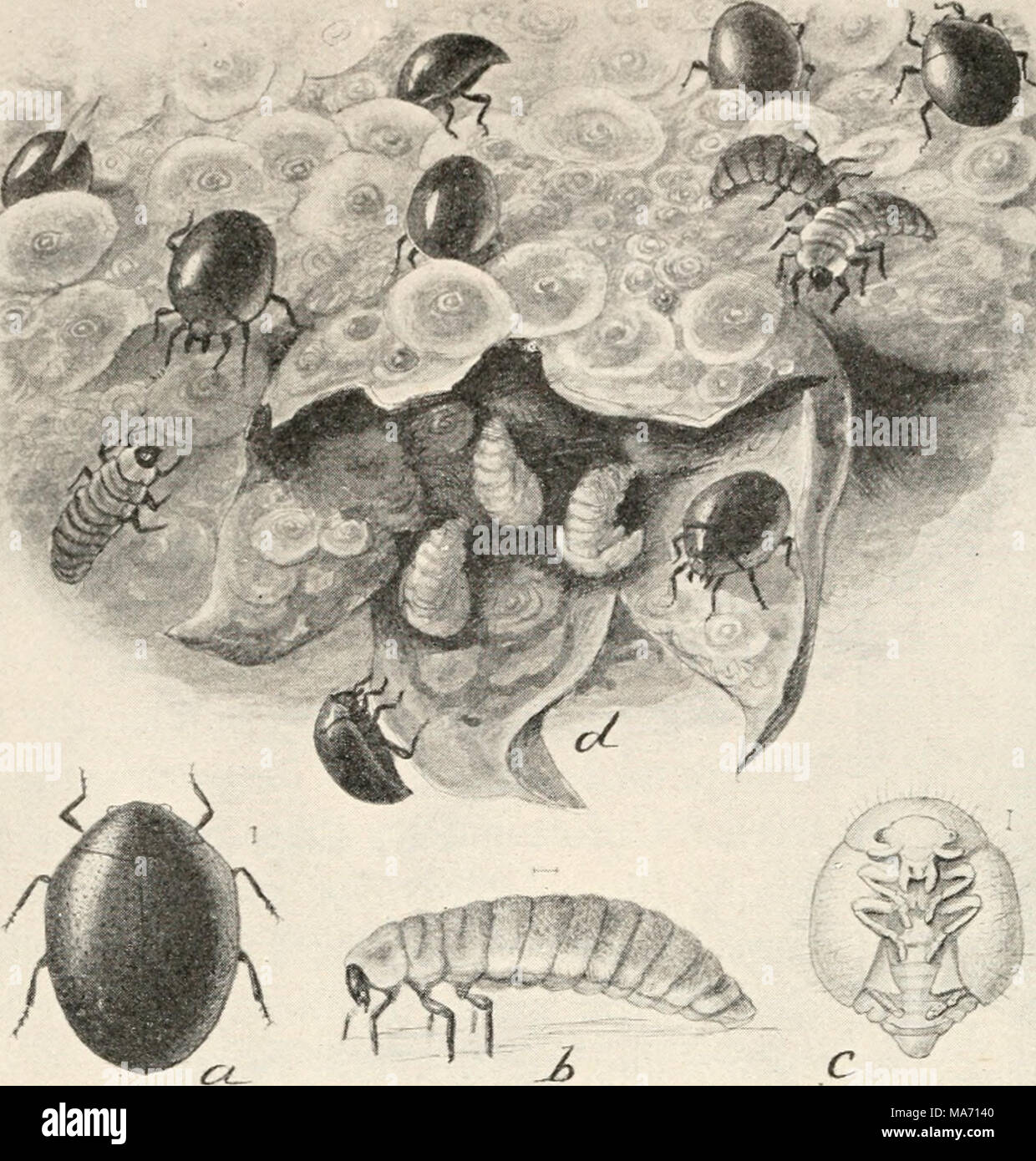 Fig 241 hi-res stock photography and images - Alamy