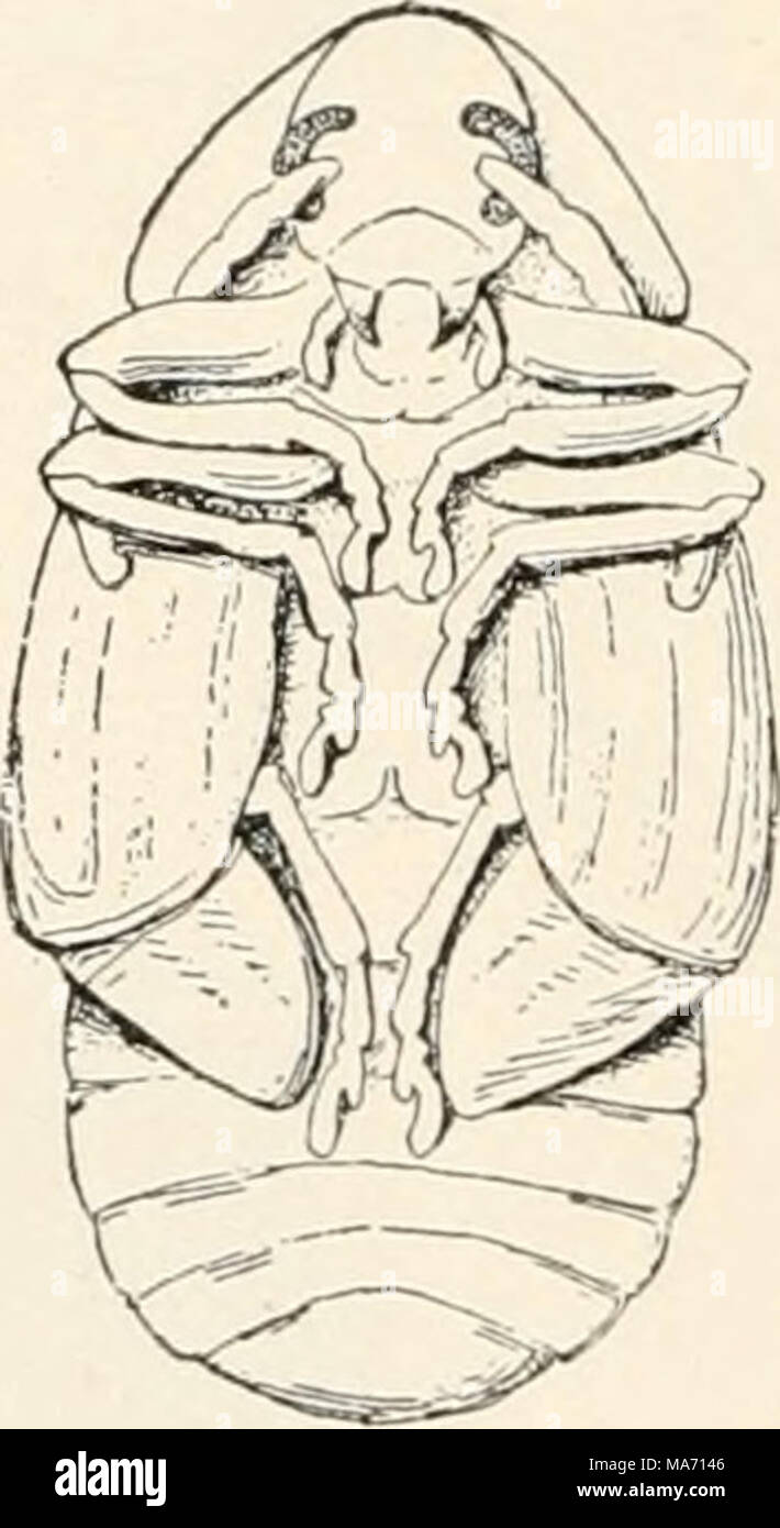 Common bean weevil hi-res stock photography and images - Alamy