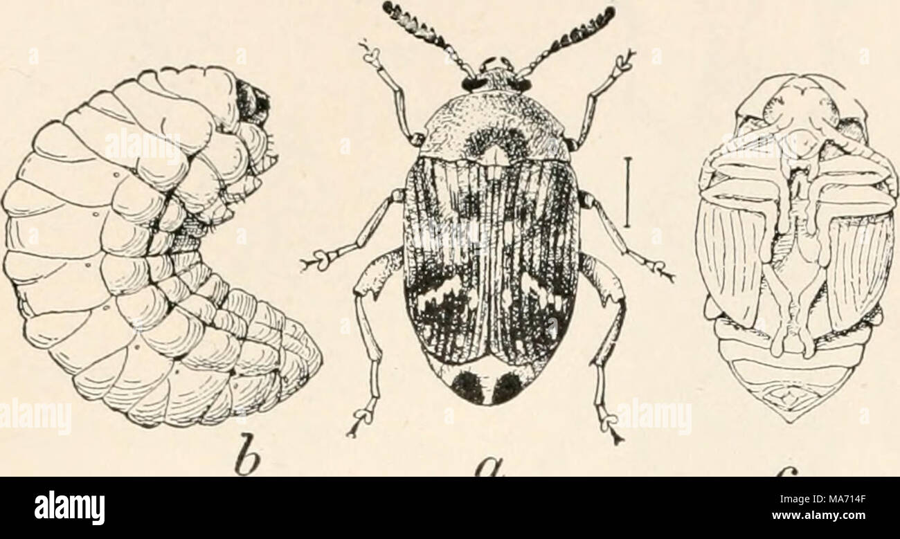 Pea weevil hi-res stock photography and images - Alamy