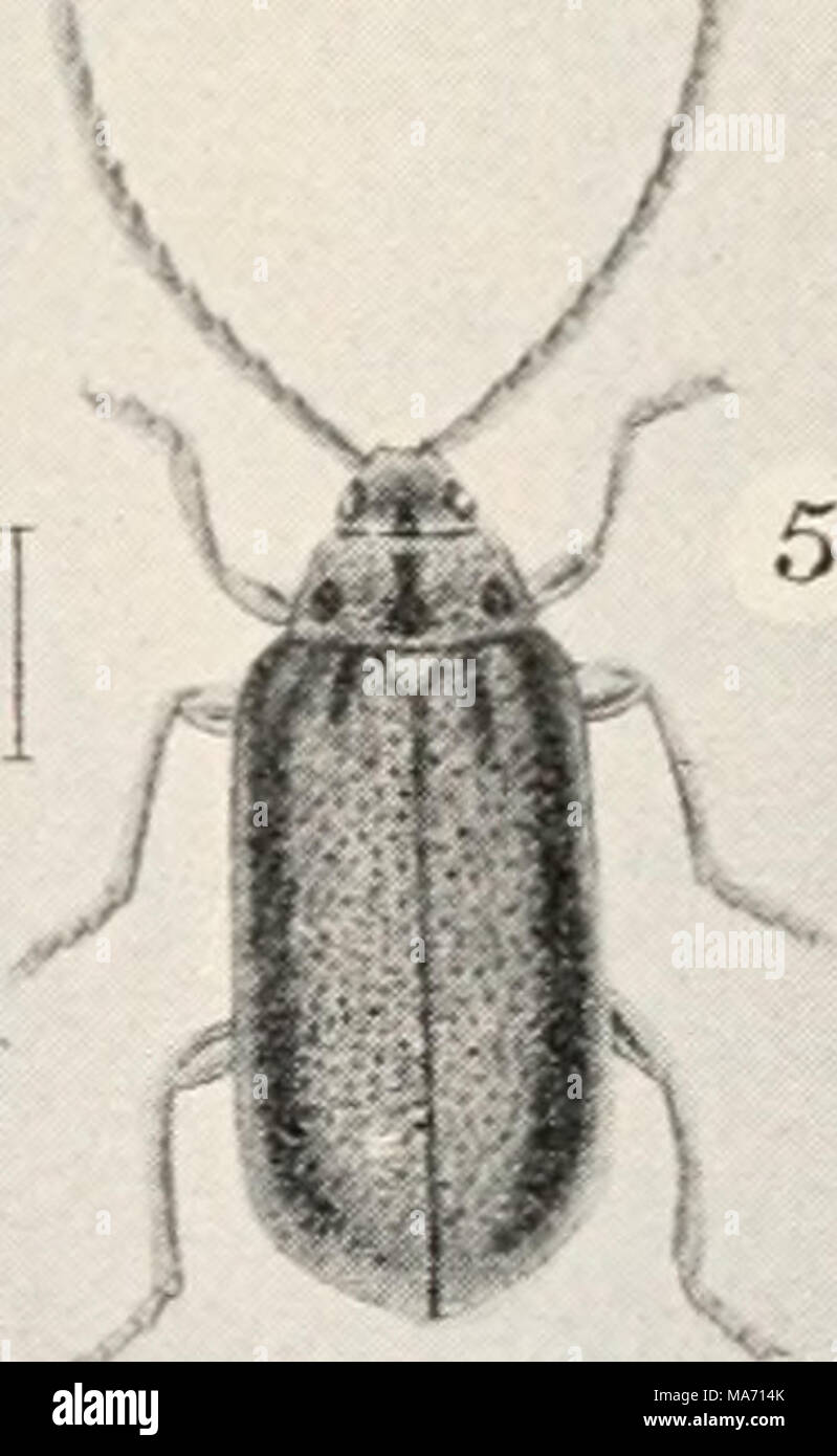 Elm leaf beetle hi-res stock photography and images - Alamy