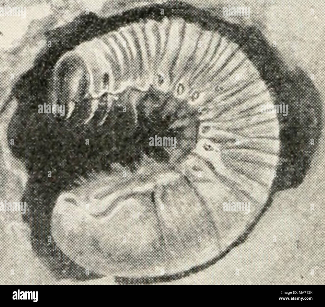 . Elementary entomology . FIG. 215. May-beetle (Lachnosterna sp ...