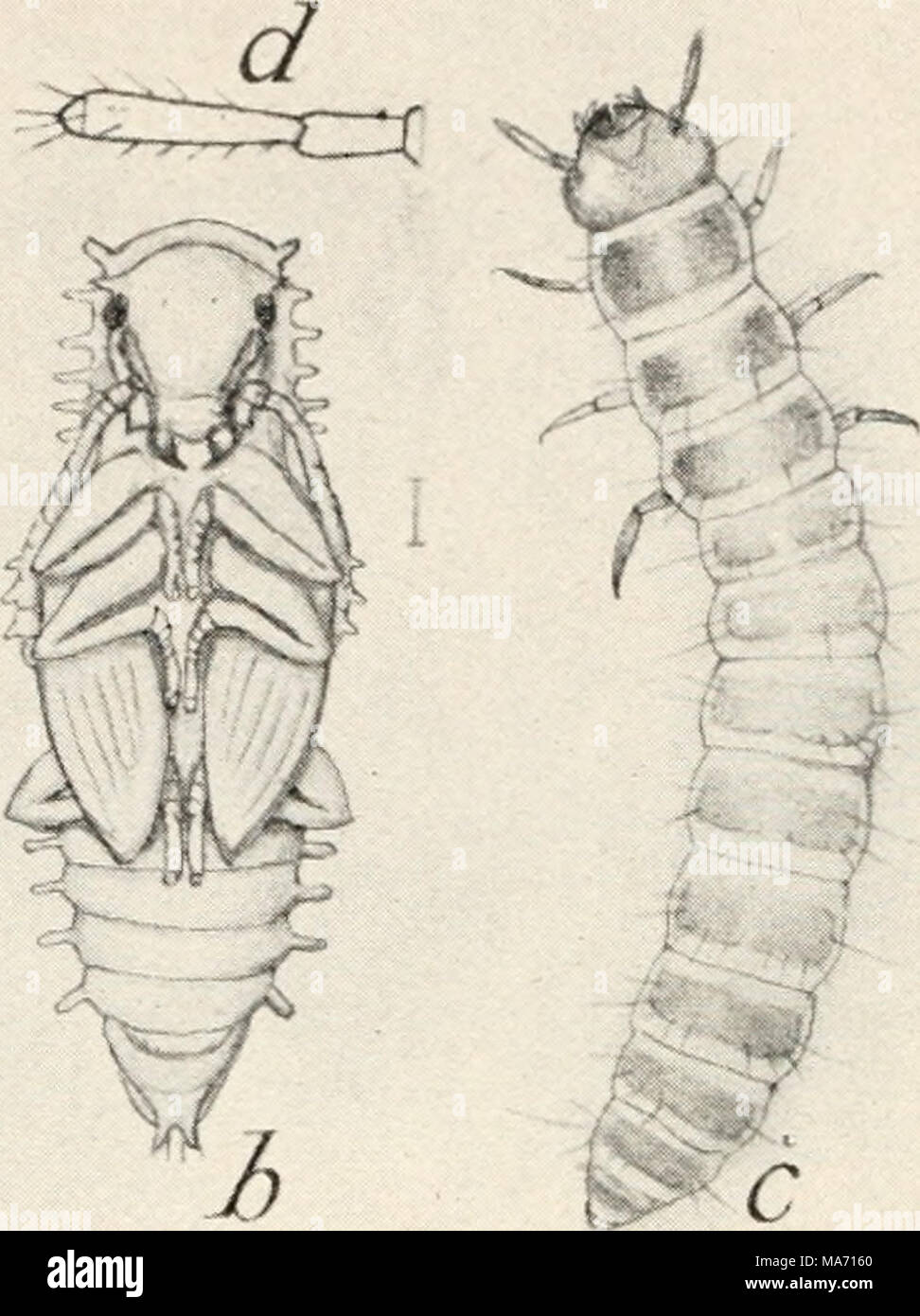 Saw Toothed Grain Beetle Larvae