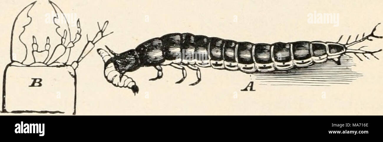Harpalus beetle hi-res stock photography and images - Alamy