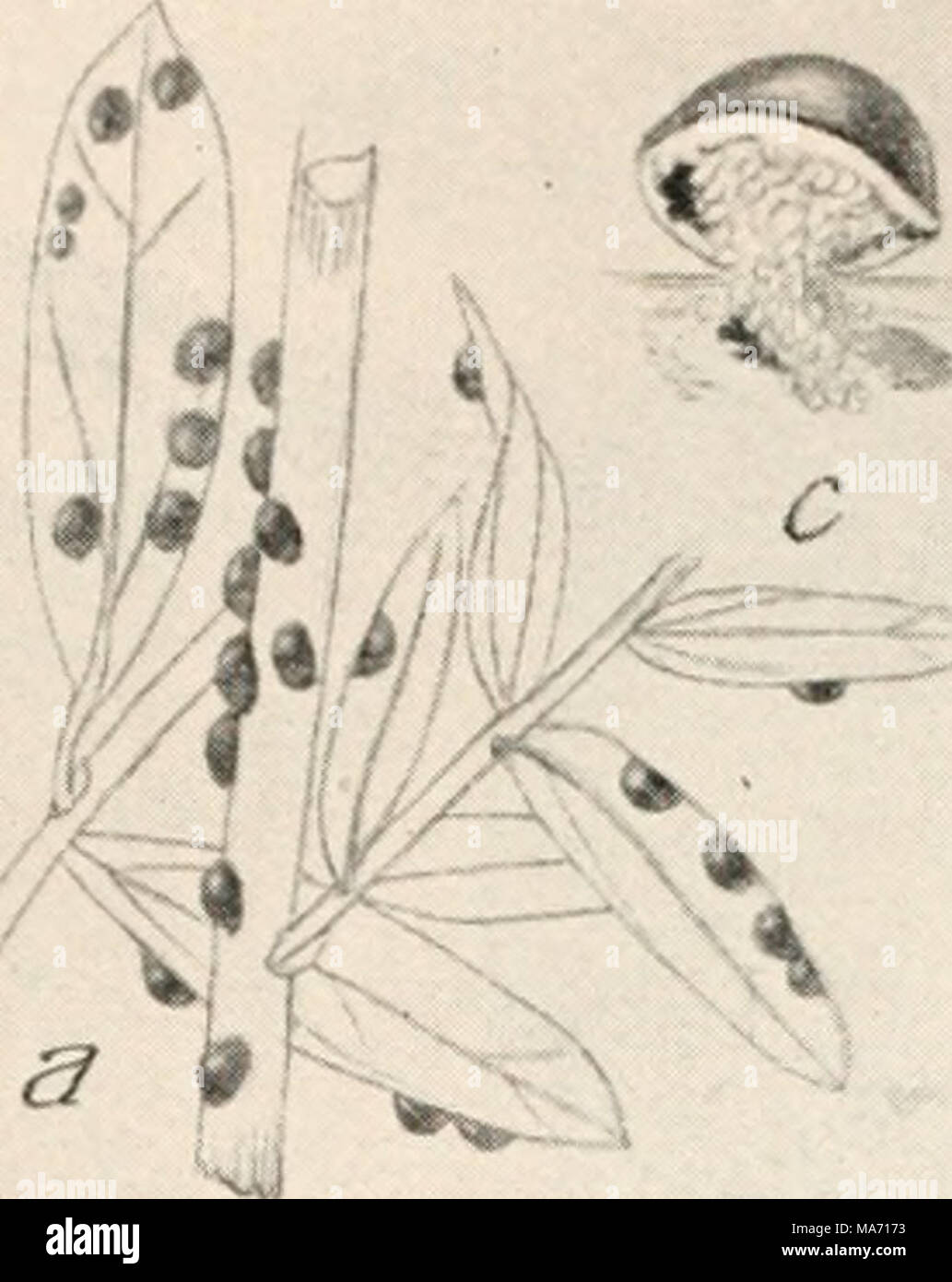 Olive tree scale insects hi-res stock photography and images - Alamy
