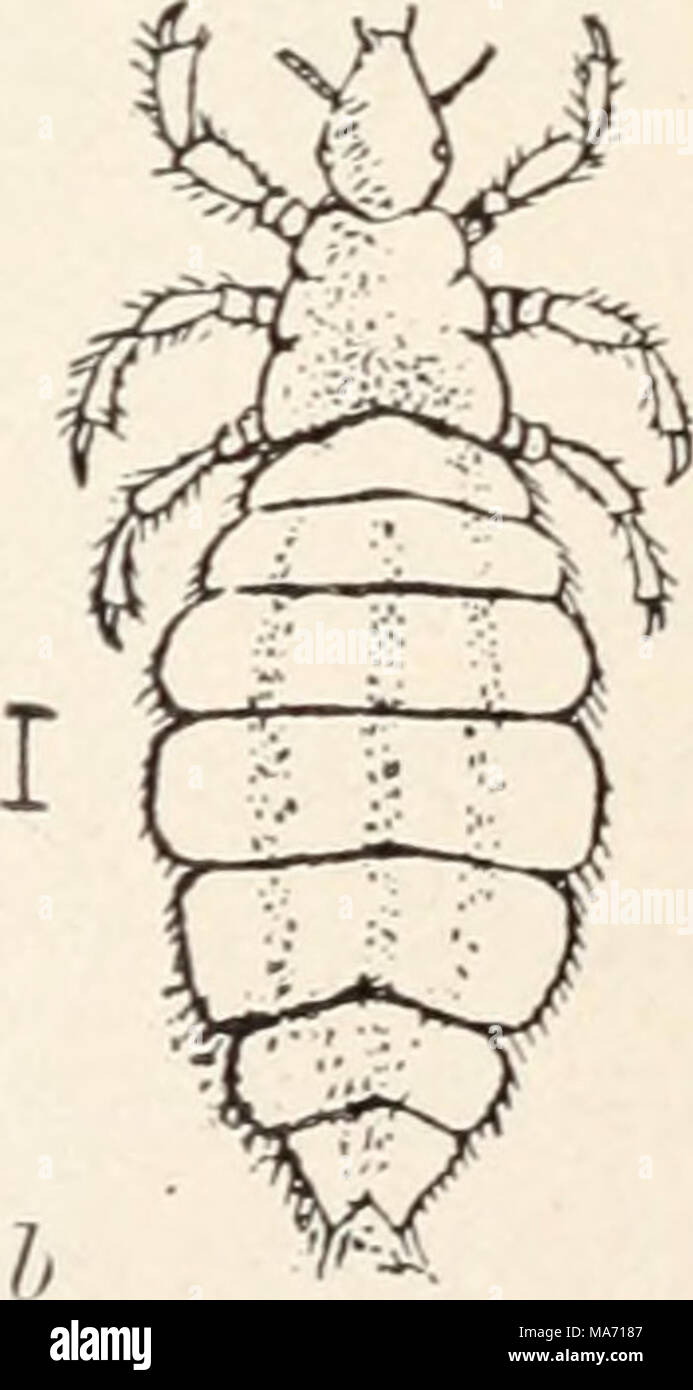 Grayback hi-res stock photography and images - Alamy