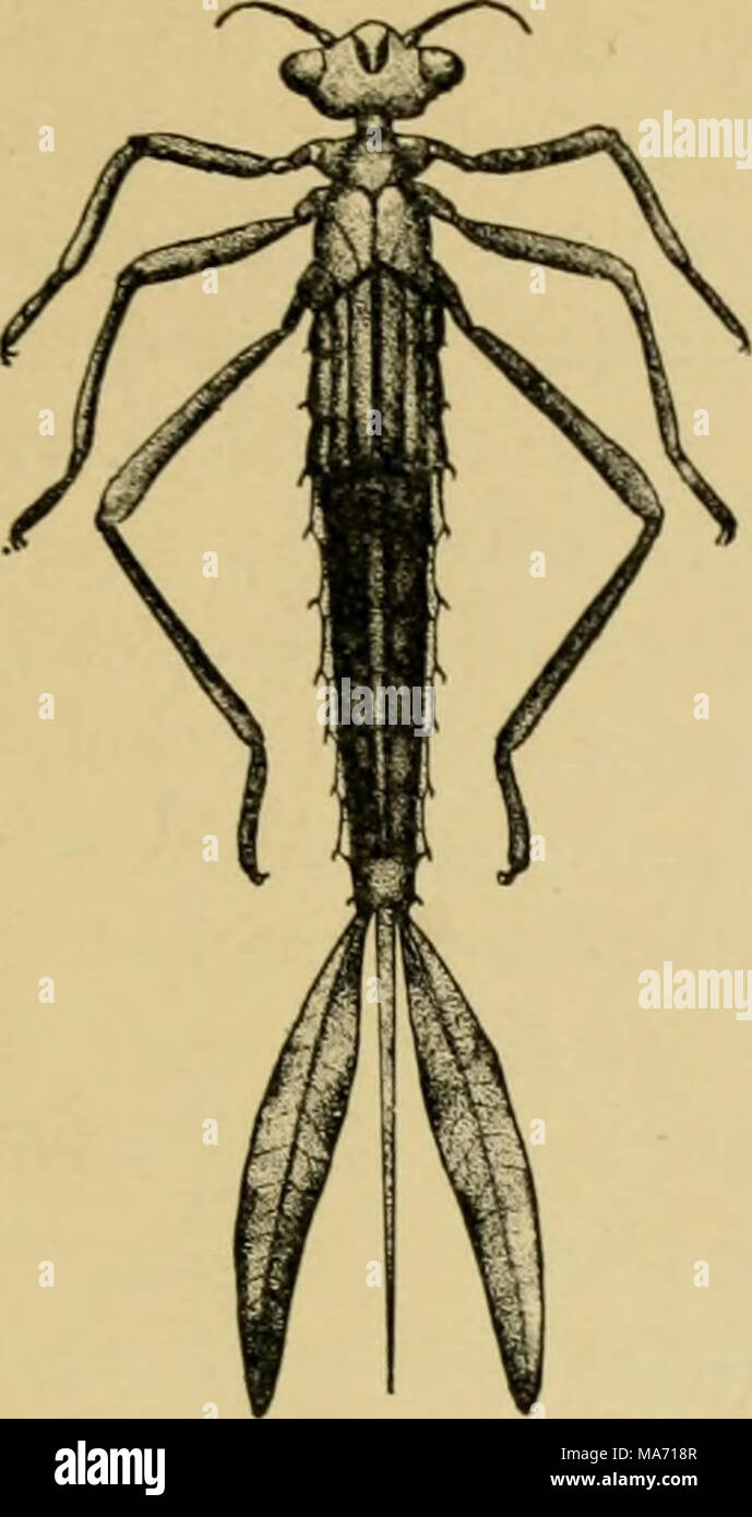 Damselfly Nymph Drawing