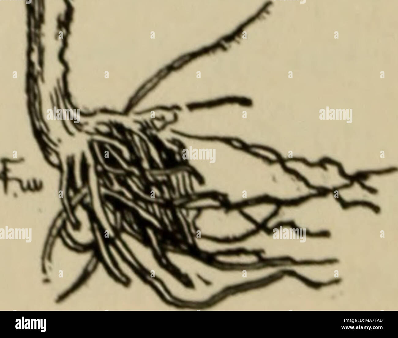 . Elementary botany . Fig, 190. Trillium grandiflorum locules. If we ...