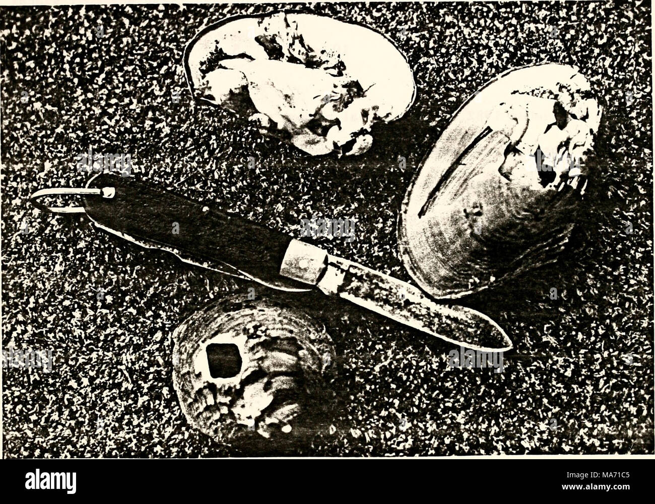 Mussel Scale High Resolution Stock Photography and Images - Alamy
