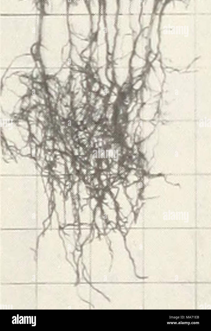 . Effects of soil fumigation on production of conifer nursery stock at ...
