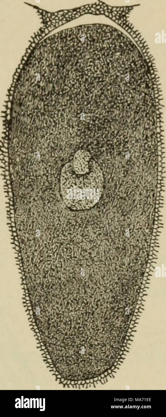 . Elementary botany . Fig. 284. Fertilization in cycas, small ...