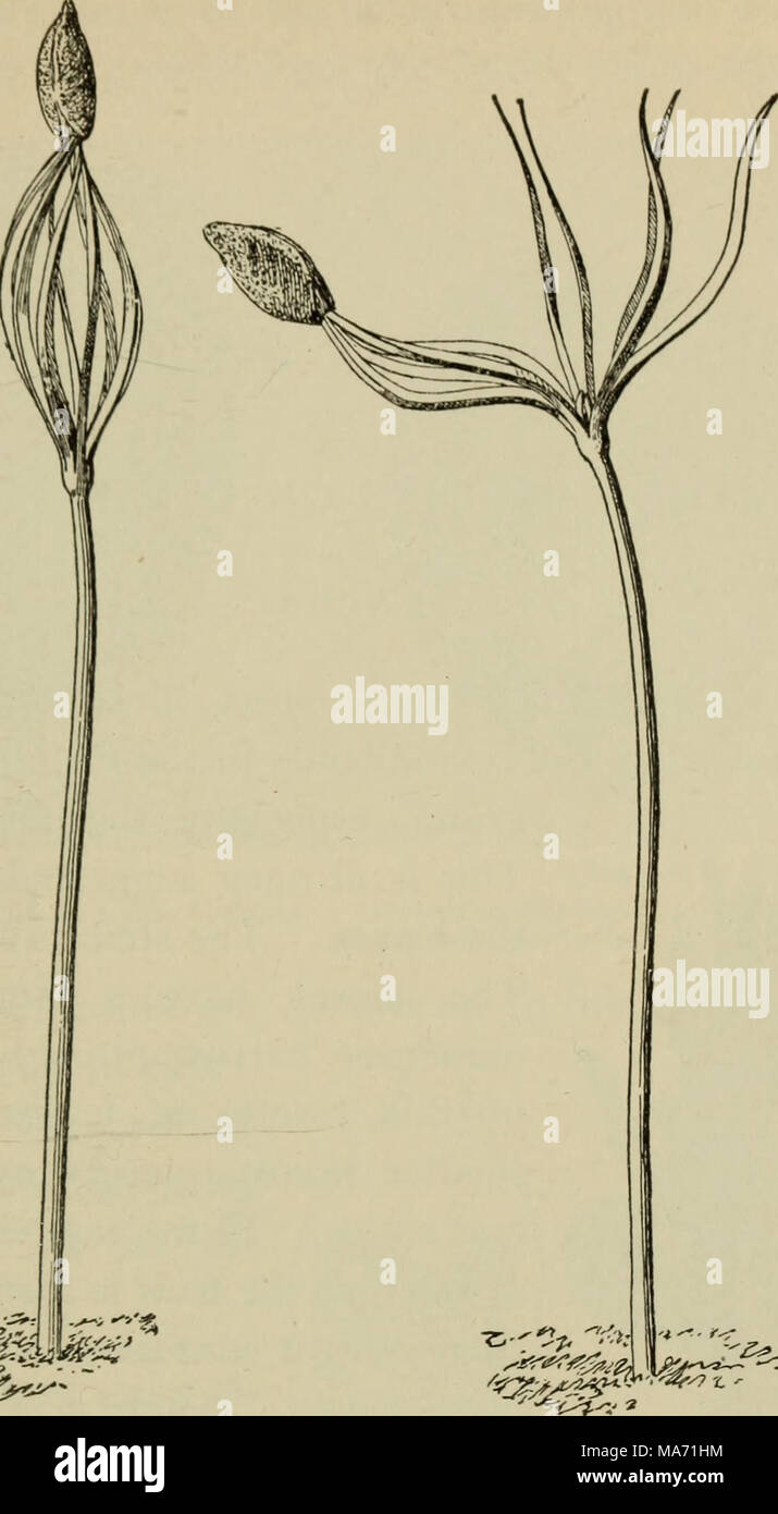 . Elementary botany . Fig. 277. White-pine seedling casting seed coats ...