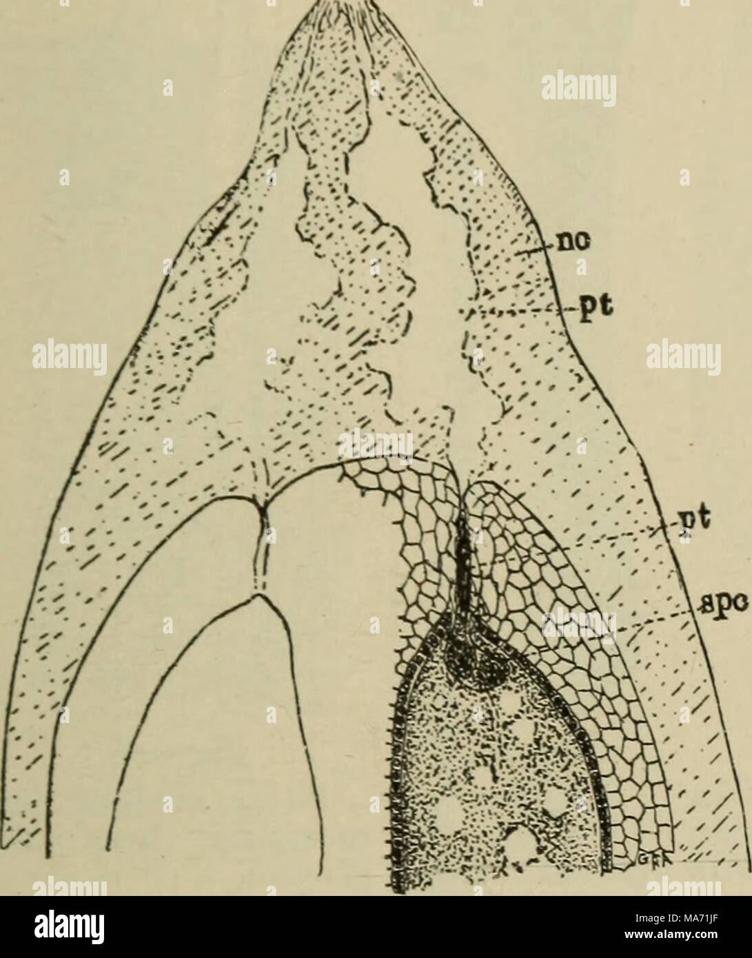 . Elementary botany . Fig. 271. Section through upper part of nucellus ...