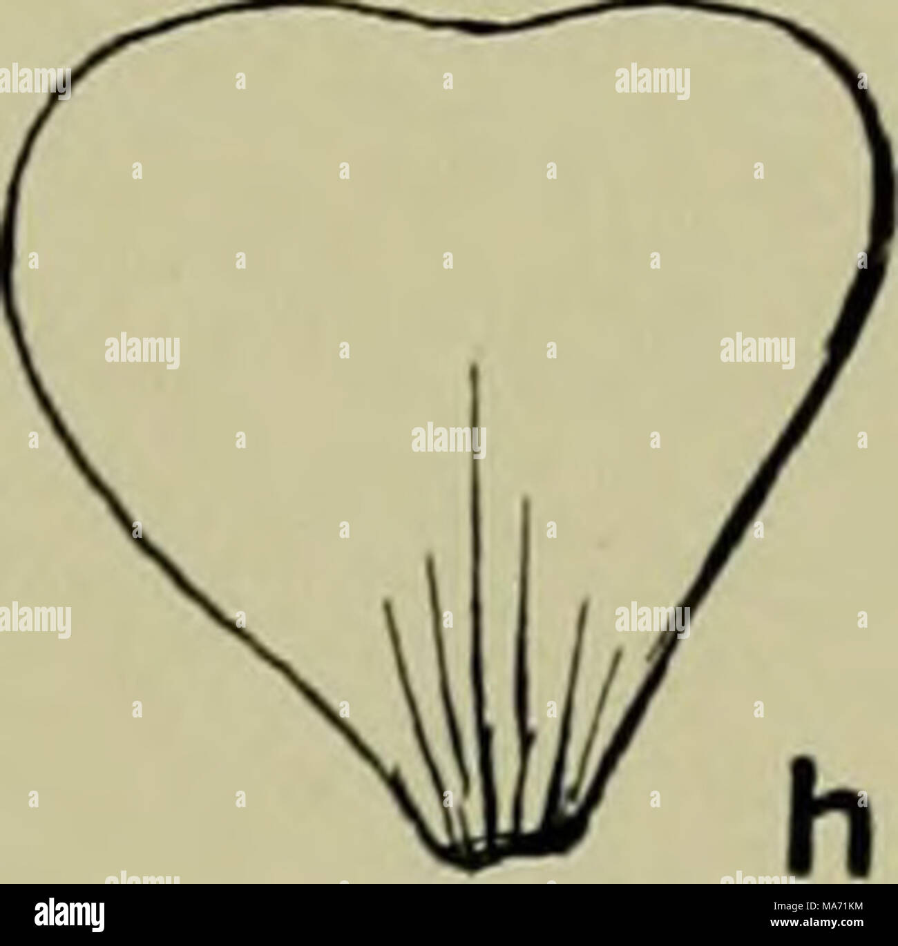 . Effects of the rays of radium on plants Stock Photo - Alamy